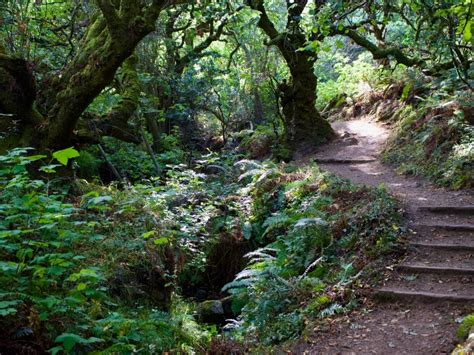 Hiking Dipsea Trail Photo Of The Day Mill Valley Ca Patch