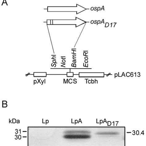 Characterization Of Recombinant Lactobacillus Schematic Representation