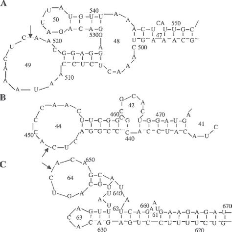 The Computer Predicted Secondary Structures Of The Zebrafish Ntl Mrna The Computer Predicted Secondary Structures Of The Zebrafish Ntl Mrna