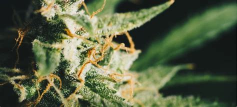 Herbal Life What Does It Mean When Cannabis Is Biphasic