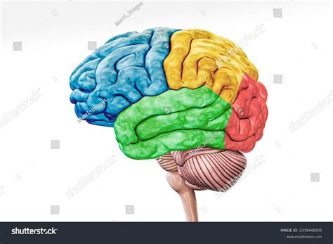 Cerebral Cortex Lobes Color Profile View Stock Illustration 2378448205 Shutterstock