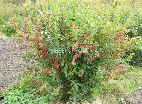 Как Выглядит Барбарис Фото – Telegraph