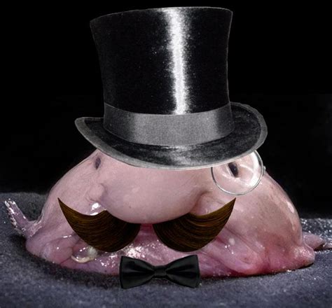 De 17 Bästa Blob Fish Bilderna På Pinterest Psychrolutes Marcidus