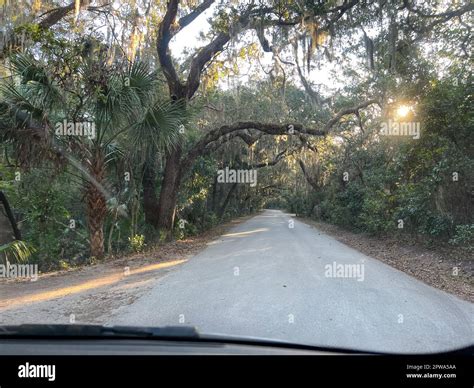 Driving Through A Tree Tunnel In Northeast Florida Stock Photo Alamy