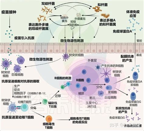 当肠道免疫系统与微生物共舞：了解肠道免疫系统和肠道菌群的影响 知乎