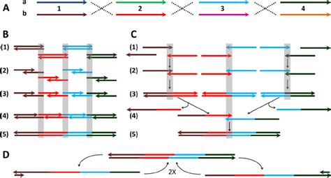 Dna Library Combinatorics Assembly And Pcr Amplification The Download Scientific Diagram