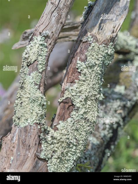 Lichen Tree Trunk High Resolution Stock Photography And Images Alamy
