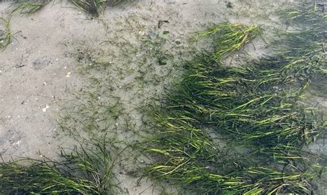 Seagrass Recovery Nature Based Solutions