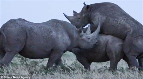 Rhino Pushes Rival Lover Off Female In South Africa Daily Mail Online