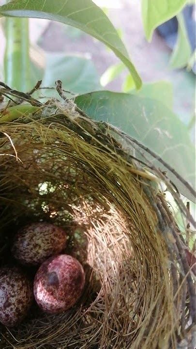 කුරුලු බිත්තර Youtube