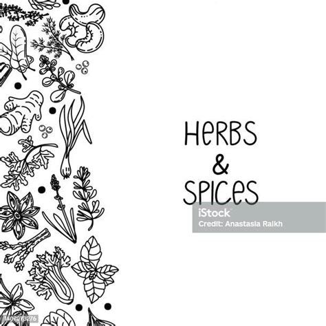 허브와 향신료를 포장하기위한 템플릿 낙서 스타일로 그려진 요소 식물 요소의 실루엣 허브와 향신료 비문 필기 칠리 바닐라 매자