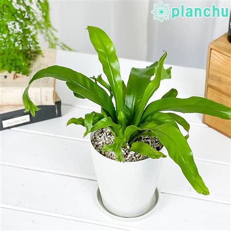 Planchu 観葉植物 アスプレニウム クリーシー Asplenium ‘crissie シダ プランチュ オフィシャルサイト｜熱帯