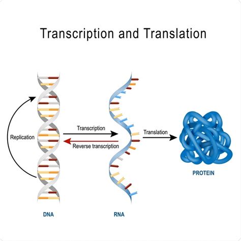 Protein Synthesis Transcription Diagram