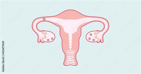 Educational Video On How Ovulation And Menstruation Occur In The Female Body The Reproductive