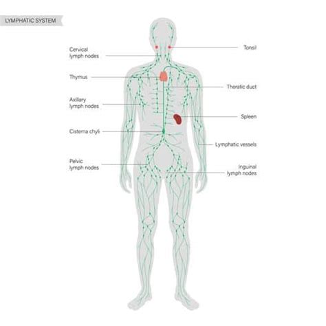 A Guide To Understanding And Treating Chylothorax In Singapore Icts