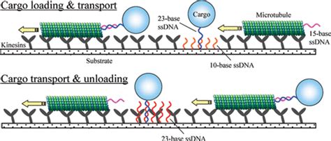 Biomolecular Motor Based Nano Or Microscale Particle Translocations On Dna Microarrays Nano