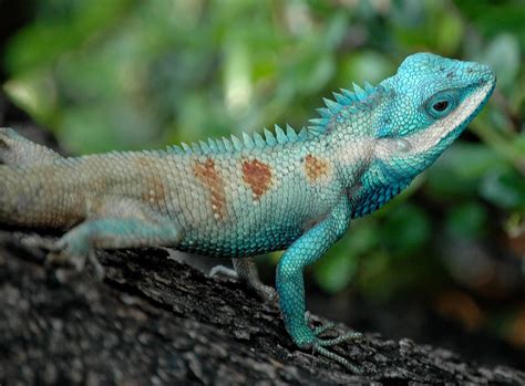 Lizards Colorful Lizards Lizard Lizard Image