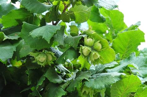 American Hazelnut Landscape Design Installation Maintenance And Native Plant Nursery