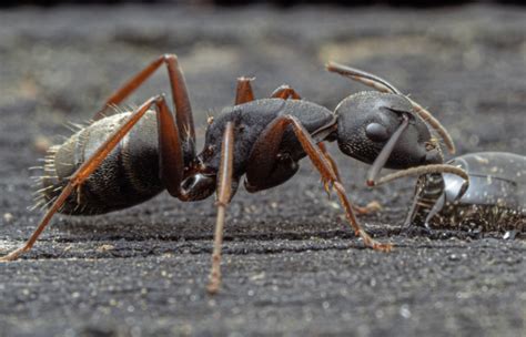 7 Types Of Ants Found In Colorado Bird Watching Hq