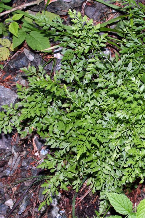 Asplenium Adiantum Nigrum Subsp Cuneifolium Sstr Burgenland Flora
