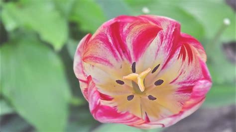 Будова квітки Youtube