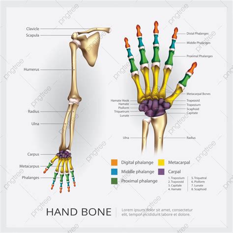 Arm Bones Vector Design Images Arm And Hand Bone Vector Illustration