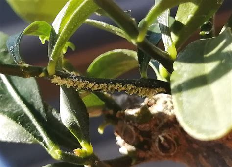 枝に綿（ワタ）のようなものが！枝はギザギザにされている！何者の仕業？ チュウゴクアミガサハゴロモ 卵 産卵 外来種 カルスメイト 白い 虫