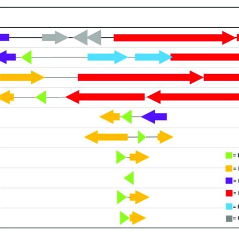 Class Iia Bacteriocin Operons Download Scientific Diagram