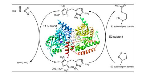 Pyruvate Dehydrogenase Complex
