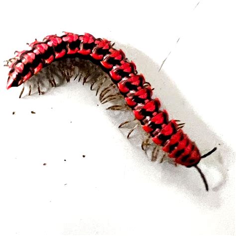 Orange Dragon Millipede Adult