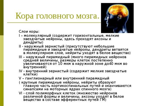 Органы нервной системы Спинной и головной мозг Рефлекторные дуги