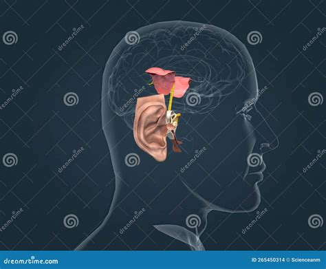 Sound Passes Through The Ear And Carries Signals To The Brain Stem