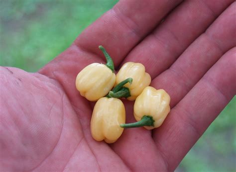 Острый перец Habanero Ivory