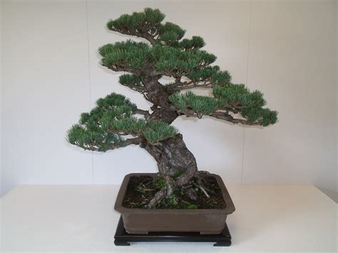入学式入社式に五葉松盆栽のレンタル さつき造園樹木医 大阪の植木屋