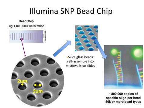 Ppt Understanding Conventional And Genomic Epds Powerpoint