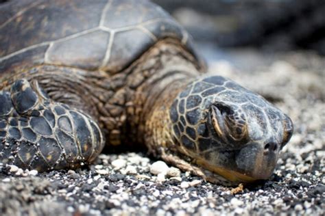 How Do Turtles Sleep Online Field Guide