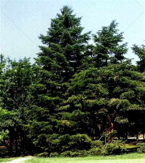 单轴分枝植物 合轴分枝 合轴分枝植物 大山谷图库