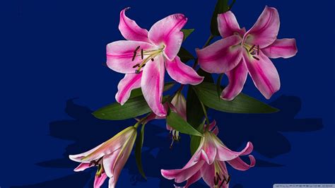 Pink Lily Flowers 4k Uhd Wallpaper For Ultrahd Desktop And Tv