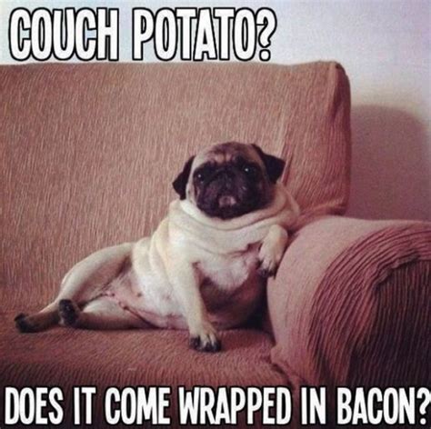 101 Lovable Pug Memes That Are Too Puggin Cute