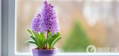 Як виростити гіацинт на підвіконні правила догляду за рослиною Oboz Ua