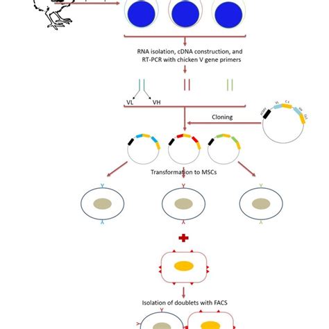 Schematic Representation Of The Monoclonal Antibody Producing Vector