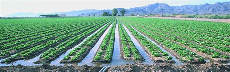 Precision Irrigation Using Sensors And Data To Optimize Water Application Keshtezar