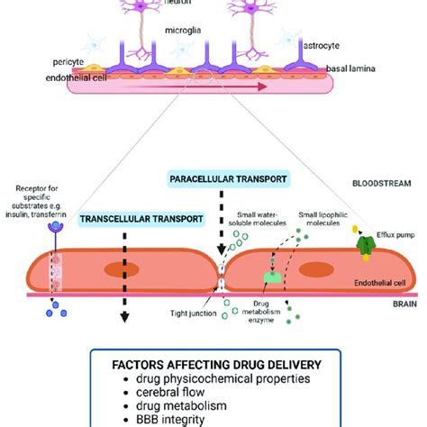 Schematic Representation Of The Blood Brain Barrier And The Transport