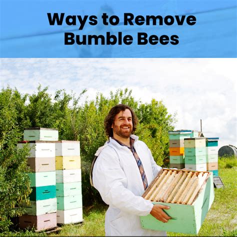 Bumble Bee Removal Getting Rid Of Bees Apex Pest Control