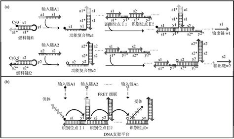 Design Method Of Light Activated Logic Circuit Based On Dna Double Helix Structure Eureka