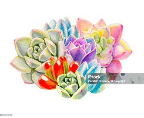 다채로운 다육 식물에서 구성 장식 식물 플로럴 프린트 마커 그리기 수채화 그림입니다 0명에 대한 스톡 벡터 아트 및 기타 이미지 Istock