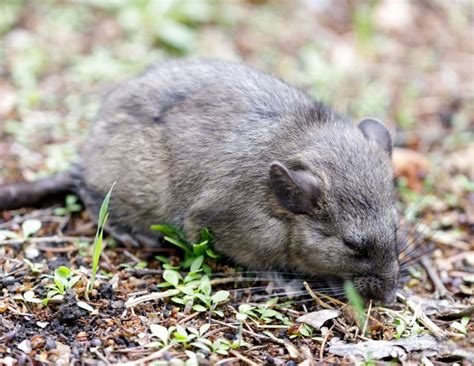 Are Rats A Problem In California Californias Growing Rat Problem