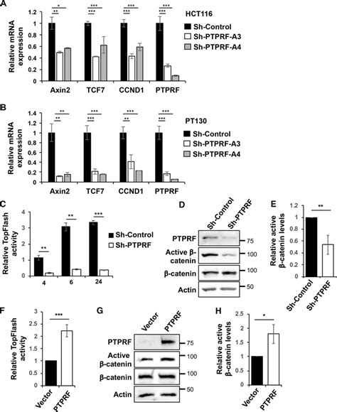 The Expression Of Ptprf Positively Regulates Wnt Signaling Knockdown Of Download Scientific