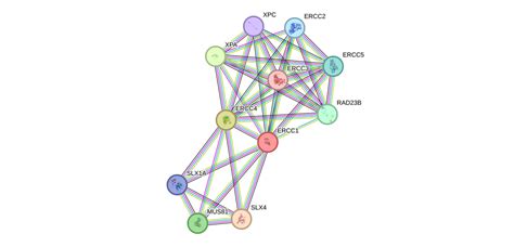 The Ercc1 Gene And Its Putative Association With Human Ageing