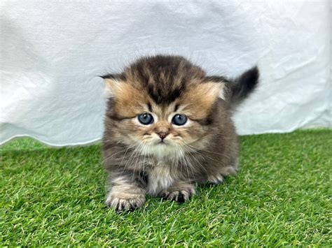 인천고양이분양 고양이분양 테디럽 인천점 먼치킨 아메리칸숏헤어 페르시안 러시안블루 스코티쉬폴드 브리티쉬숏헤어